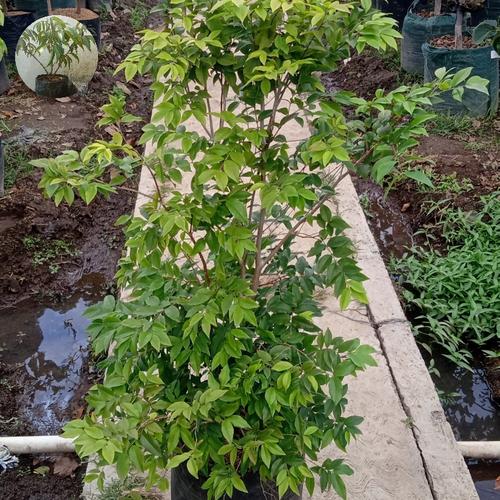 Jual anggur pohon preco original batang kokoh tinggi 130 cm dan rimbun ...