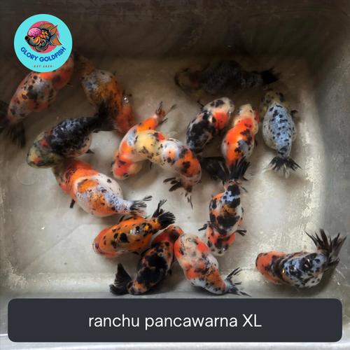 Promo Ikan Hias Mas Koki Ranchu Buffalo Lionchu Rancu Bufalo - M Snow ...