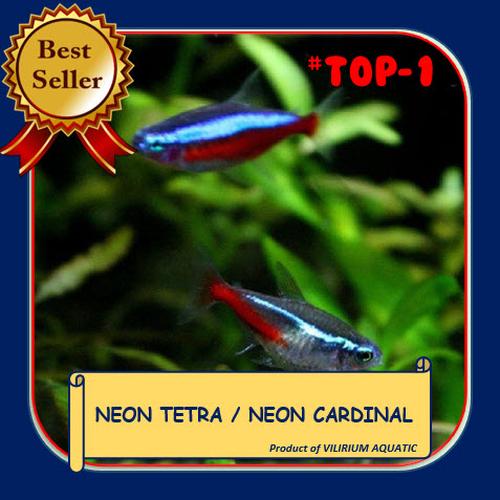 Jual IKAN HIAS AIR TAWAR - NEON TETRA / CARDINAL - Neon (M) - Jakarta ...