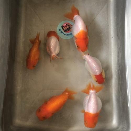 Jual Ikan Hias Mas Koki Ranchu Buffalo Lionchu Rancu Bufalo - Kota ...