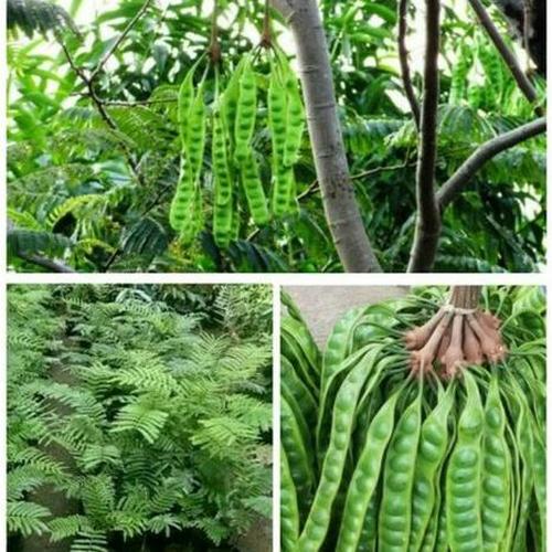 Jual TANAMAN POHON PETE POHON PETAY POHON BUAH PETEH OKULASI ATZ - Kota ...