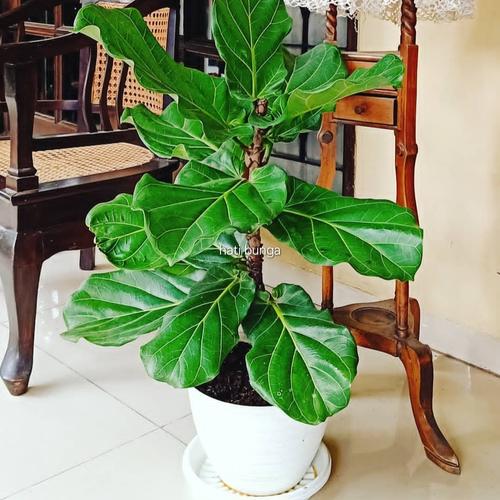 Jual TANAMAN HIAS KETAPANG BIOLA/KETAPANG BRAZIL BIOLA+POT FREE ...