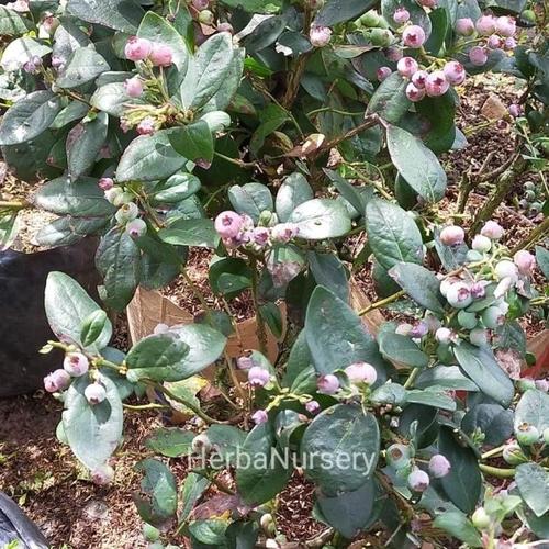 Jual Tanaman Pohon Buah Blueberry (Berbuah) - Kota Surabaya - Celestial ...