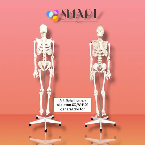 Jual PHANTOM MANEKIN ARTIFICIAL HUMAN SKELETON GD-A11101 / KERANGKA ...