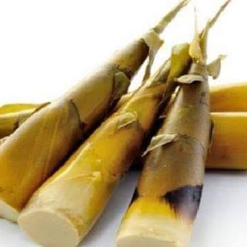 Jual REBUNG BAMBU KUNING ASLI UNTUK BAHAN MASAK/HERBAL - Jakarta ...