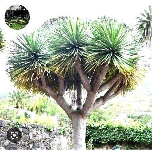 Jual dracena draco dragon blood tree - Kota Surabaya - TU7 | Tokopedia