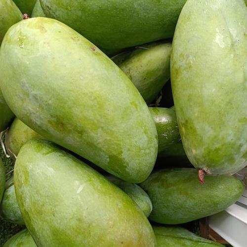 Jual Mangga kiojay | mangga thailand | mangga bangkok - Jakarta Utara ...