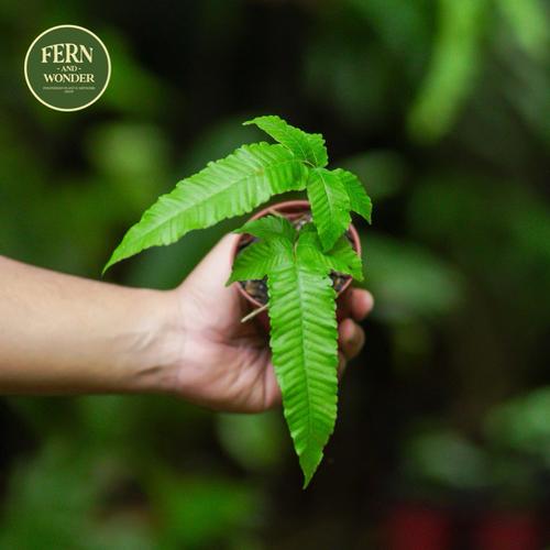 Jual Thelypteris aspera / Pronephrium asperum / Tanaman Pakis / Fern ...