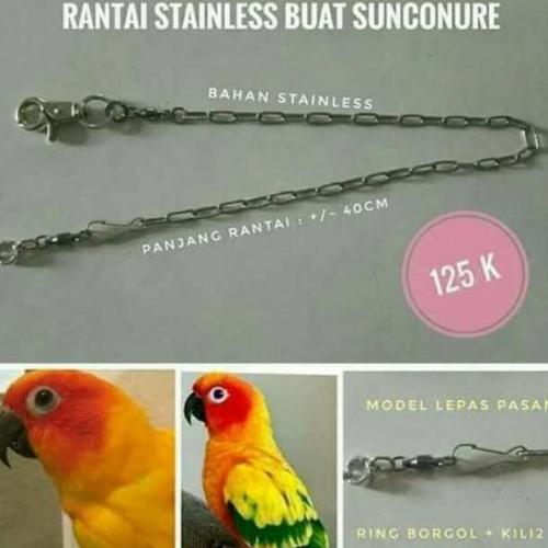 Jual Rantai Full Set buat Sun Conure Model Ring Borgol - Jakarta Barat ...