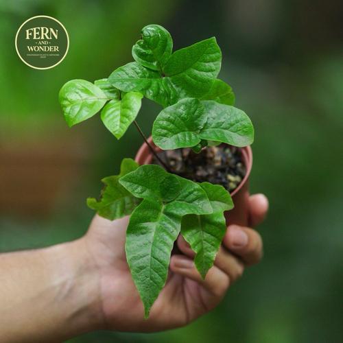 Jual Tectaria angulata / Tanaman Pakis / Fern - Kota Tangerang Selatan ...