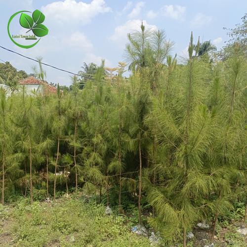Jual tanaman hias cemara pinus tinggi 2 meter pohon cemara pinus 2 ...