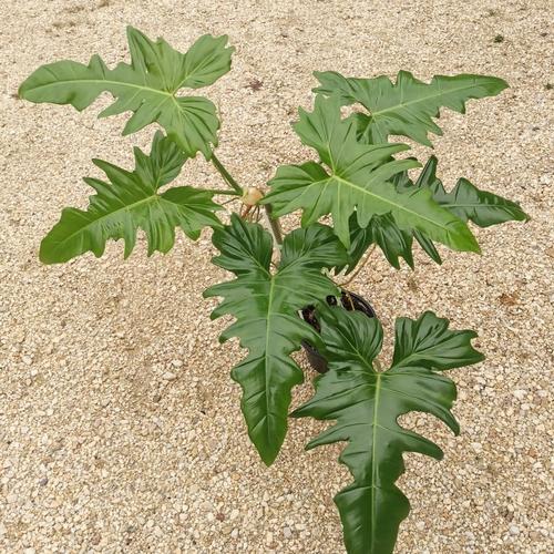 Promo Tanaman hias philo dragon - Philodendron dragon - Kab. Bogor ...
