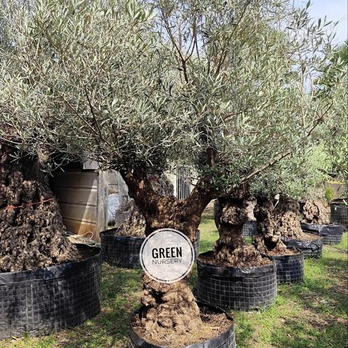 Jual Olive Tree | Zaitun Tree | Pohon Zaitun | Olea Europaea || Pohon ...