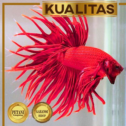 Jual Cupang Crown Tail Jantan Super Red Ikan Hias Aquascape Hiasan ...