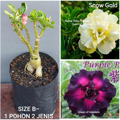 Jual Bunga Adenium 1 pohon 2 Jenis SNOW GOLD & PURPLE PUPIL SIZE B ...