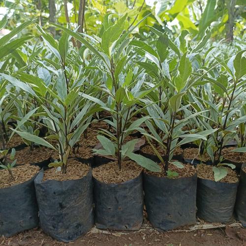 Jual tanaman hias gandarusa putih pohon gandarusa tanaman gandarusa ...