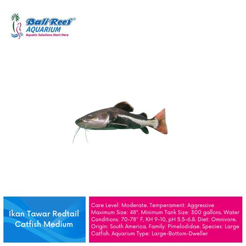 Jual Ikan Hias Aquarium Red Tail Catfish RTC Size Medium - Kota ...