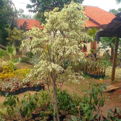 Jual pohon beringin putih tinggi 2 m - 3 m / bringin variegata tinggi ...