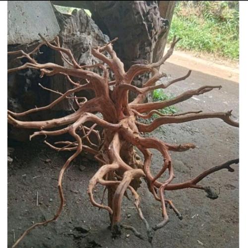 Jual akar pohon rasamala aquascape - Kab. Bogor - wittaquascape04 ...