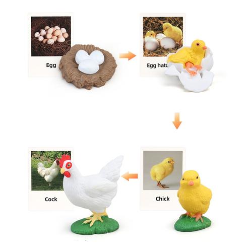 Jual Mainan figurin animal metamorfosis, Figuran hewan circle of life ...