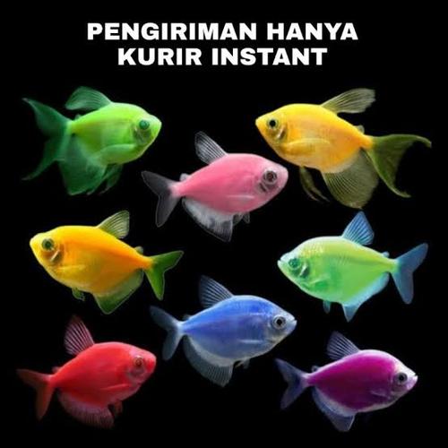 Jual ikan warna warni hiasan aquascape - Kota Bogor - terang aquarium ...