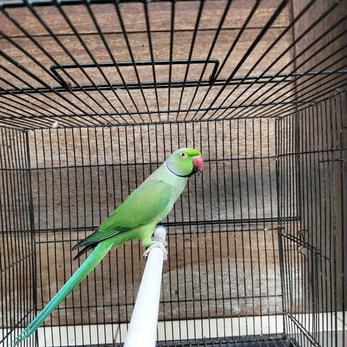Jual IRN Green/burung indian ringneck Green - Kota Tangerang - Jaya ...