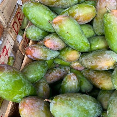 Jual Buah Mangga Kiojay 1Kg Mangga - Kota Tangerang - Jc FreshFruit ...