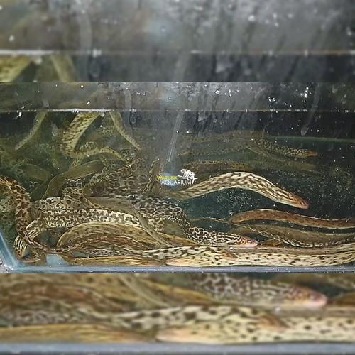 Jual Warunk Aquarium Official Ikan Hias Predator Belut Moray Tiger Eel ...