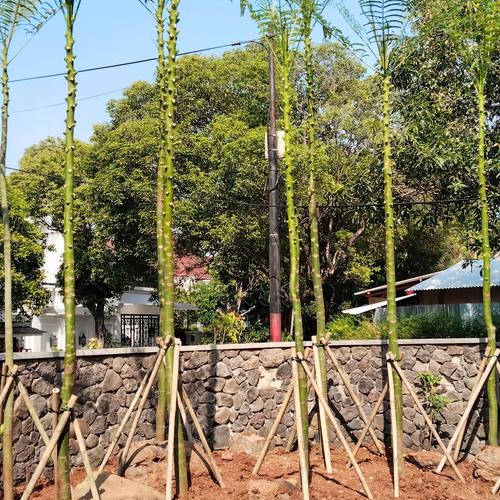 Jual pohon solobium,pakis Brazil,parahyba tinggi 4 meter - Kota Depok ...