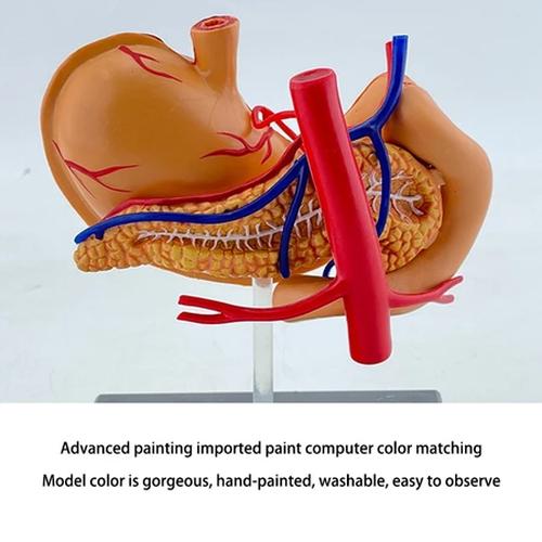Jual Model Peraga Perut Manusia Alat Peraga Pendidikan/Alat Peraga ...