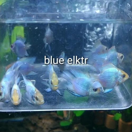 Jual ikan blue elektrik slayer - Kab. Bekasi - ikan aquascape31 | Tokopedia