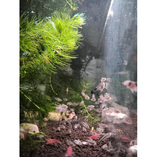 Jual ikan hias corydoras pygmy - Kota Medan - nalviecopark | Tokopedia