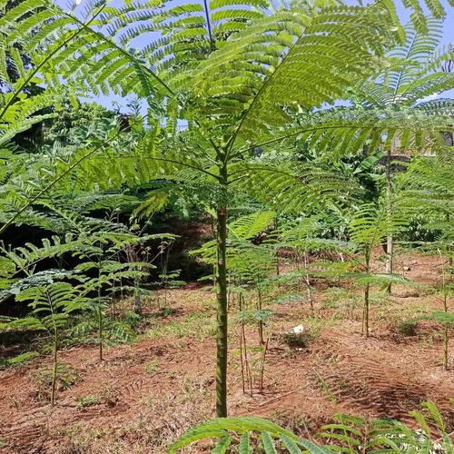 Jual tanaman solobium brazil-pakis Brazil parahyba 2 meter - Kab. Bogor ...