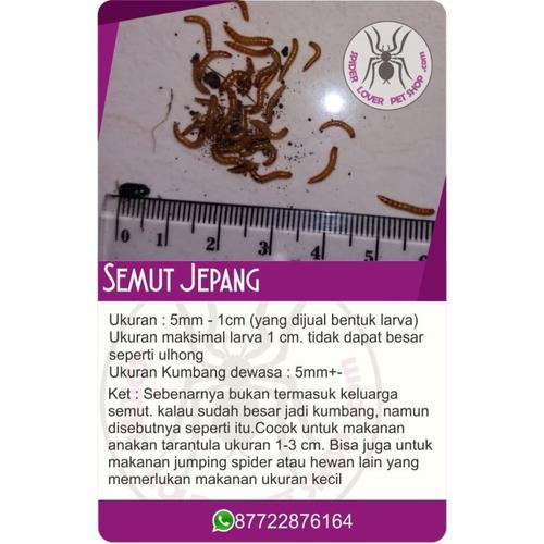 Jual SEMUT JEPANG / 40 ekor + substrate 500 gr + toples - Kota Bandung ...
