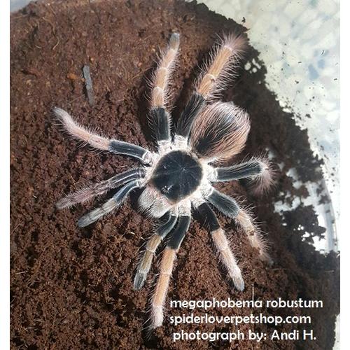Promo MEGAPHOBEMA ROBUSTUM JUVIE TARANTULA Cicil 0% 3x - Kota Bandung ...