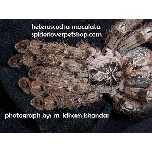 Jual HETEROSCODRA MACULATA SLING UNSEX TARANTULA - Kota Bandung ...