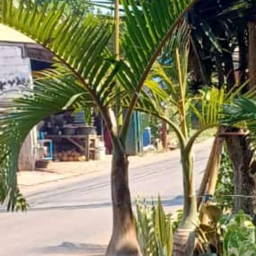 Jual tanaman palm botol super dalam pot - Kota Tangerang Selatan ...