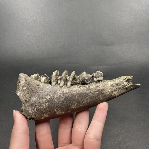 Promo SUPER RARE | Ice Age Javan Deer Lower Jaw Fossil Batu Fosil ...