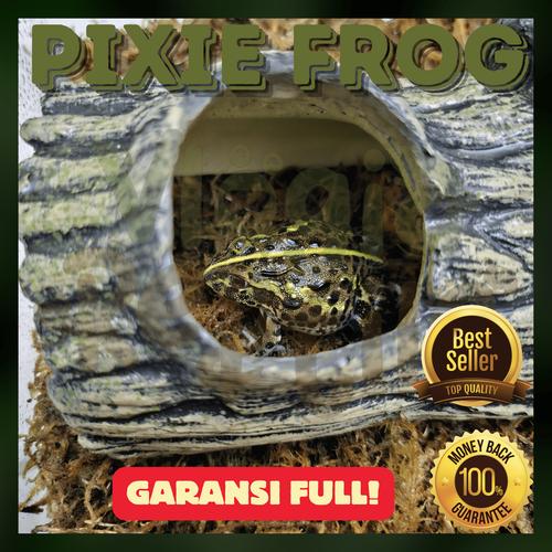 Promo Baby pixie frog african bullfrogs kodok pixieGARANSI bukan pacman ...
