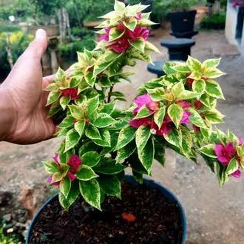 Jual bibit bunga bougenville variegata - Kab. Kediri ...