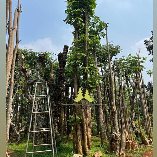 Jual Pohon Pule Fosil || Pule Putih || Pohon Pule Peneduh | Pohon Pule ...