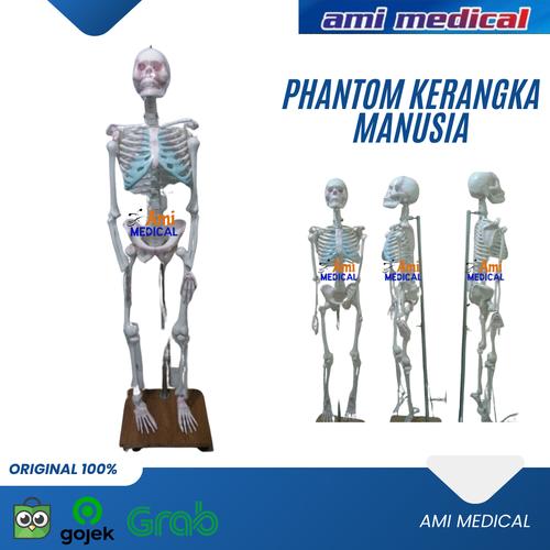 Jual Kerangka Manusia / Torso Model Kerangka / Human Skeleton / Model ...