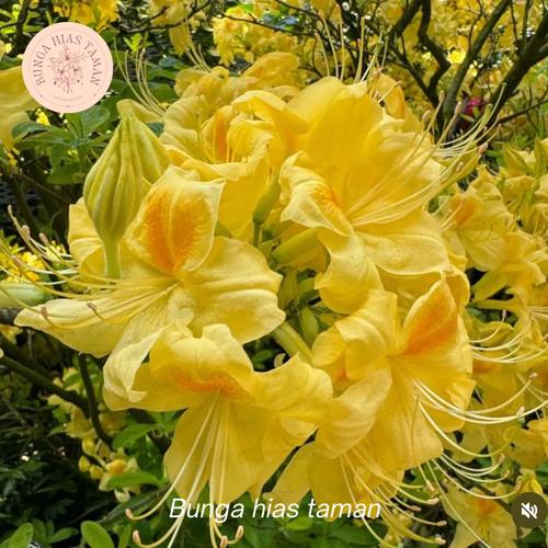 Promo Tanaman hias azalea bunga yellow tumpuk - bunga hias azalea ...