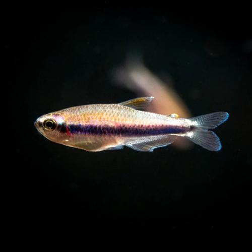 Jual Blue Kerri Tetra / Royal Tetra / Blue Emperor Tetra / Inpaichthys ...