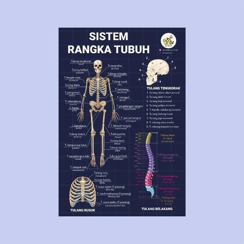 Jual Poster RANGKA TUBUH MANUSIA Edukasi Sekolah Pendidikan Anak TK ...