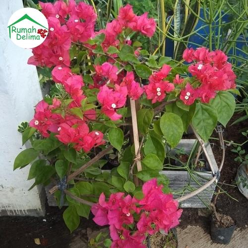 Jual Tanaman Bougenville Rimbun Bougenville Bunga Tumpuk Pink 1