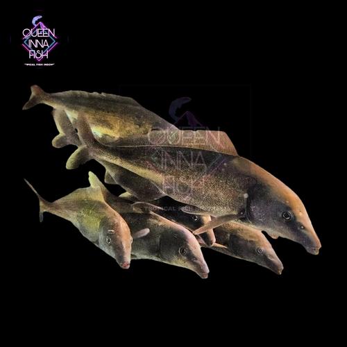 Promo baby dolphin / ikan lumba lumba / mormyrid / ikan hias air tawar ...