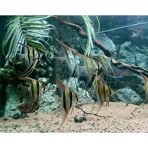 Jual ikan manfish altum/angel fish/ikan hias aquascape/ikan air tawar ...