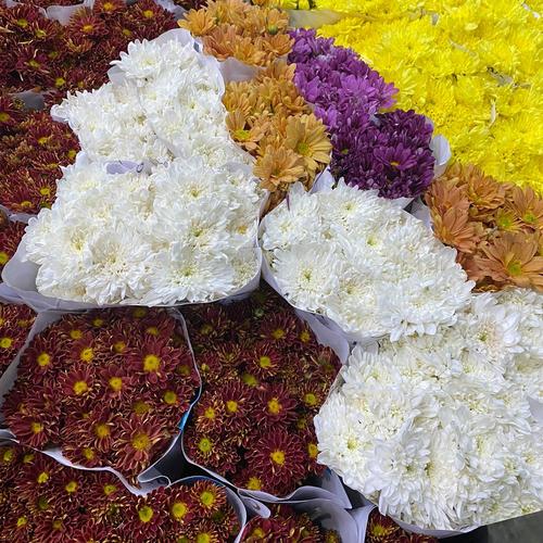 Jual Bunga Aster Jimla Putih - Jakarta Barat - Florist JKT | Tokopedia