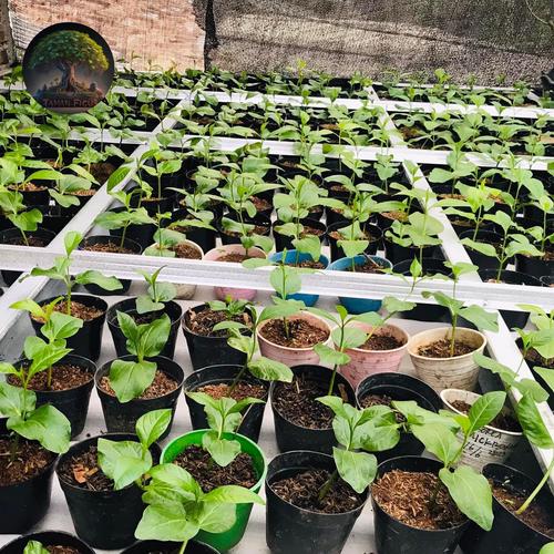 Jual Tanaman Bibit baobab Adansonia digitata pohon Afrika - Kab. Subang ...